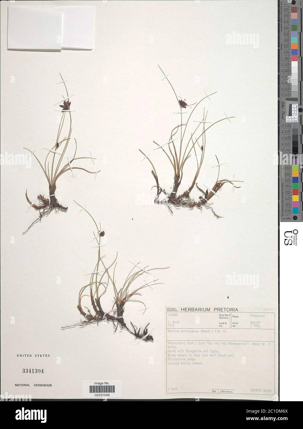 Cyperus betschuanus Boeckeler Cyperus betschuanus Boeckeler Stock Photo ...