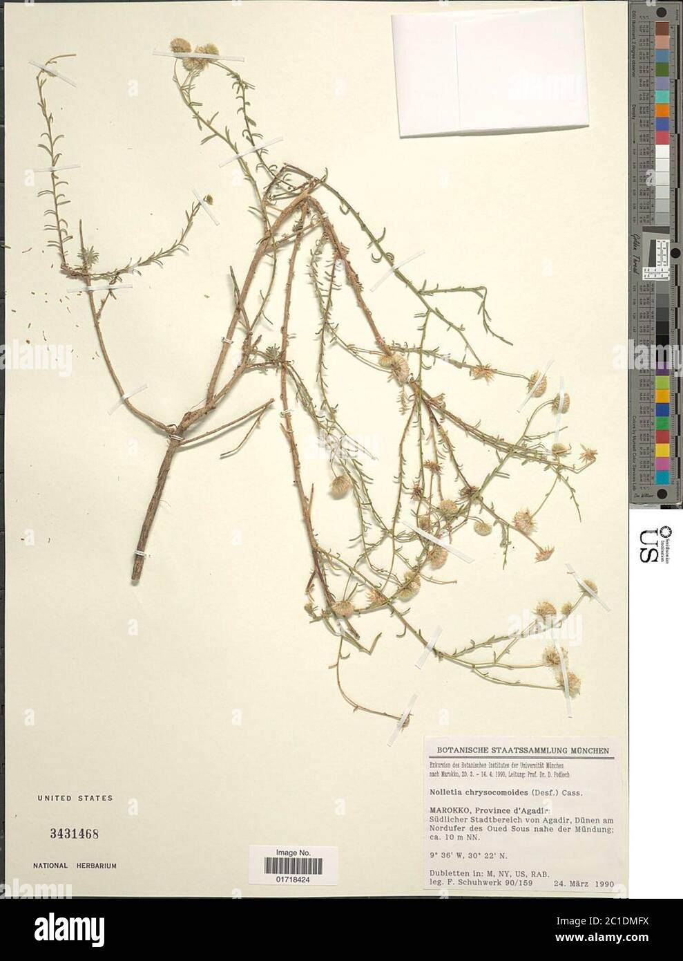 Nolletia hi-res stock photography and images - Alamy