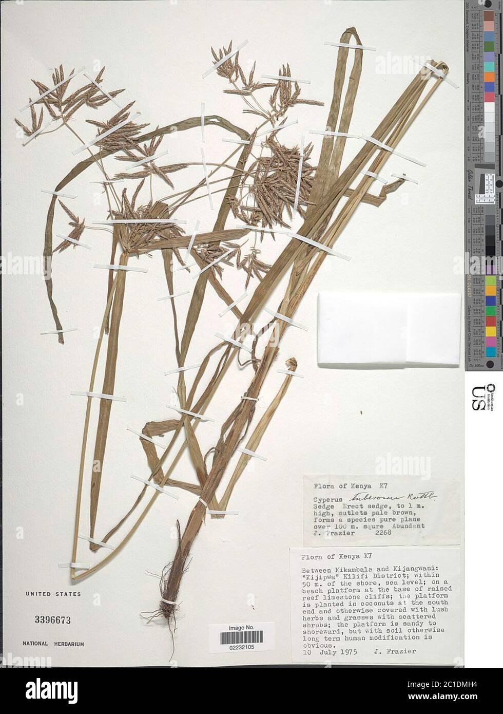 Cyperus tuberosus Rottb Cyperus tuberosus Rottb Stock Photo - Alamy