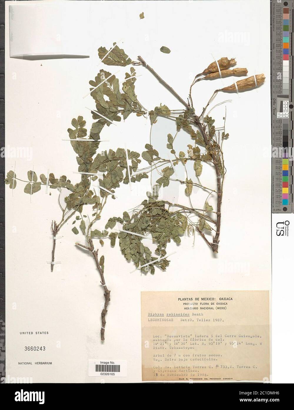 Diphysa robinioides Benth Diphysa robinioides Benth Stock Photo - Alamy