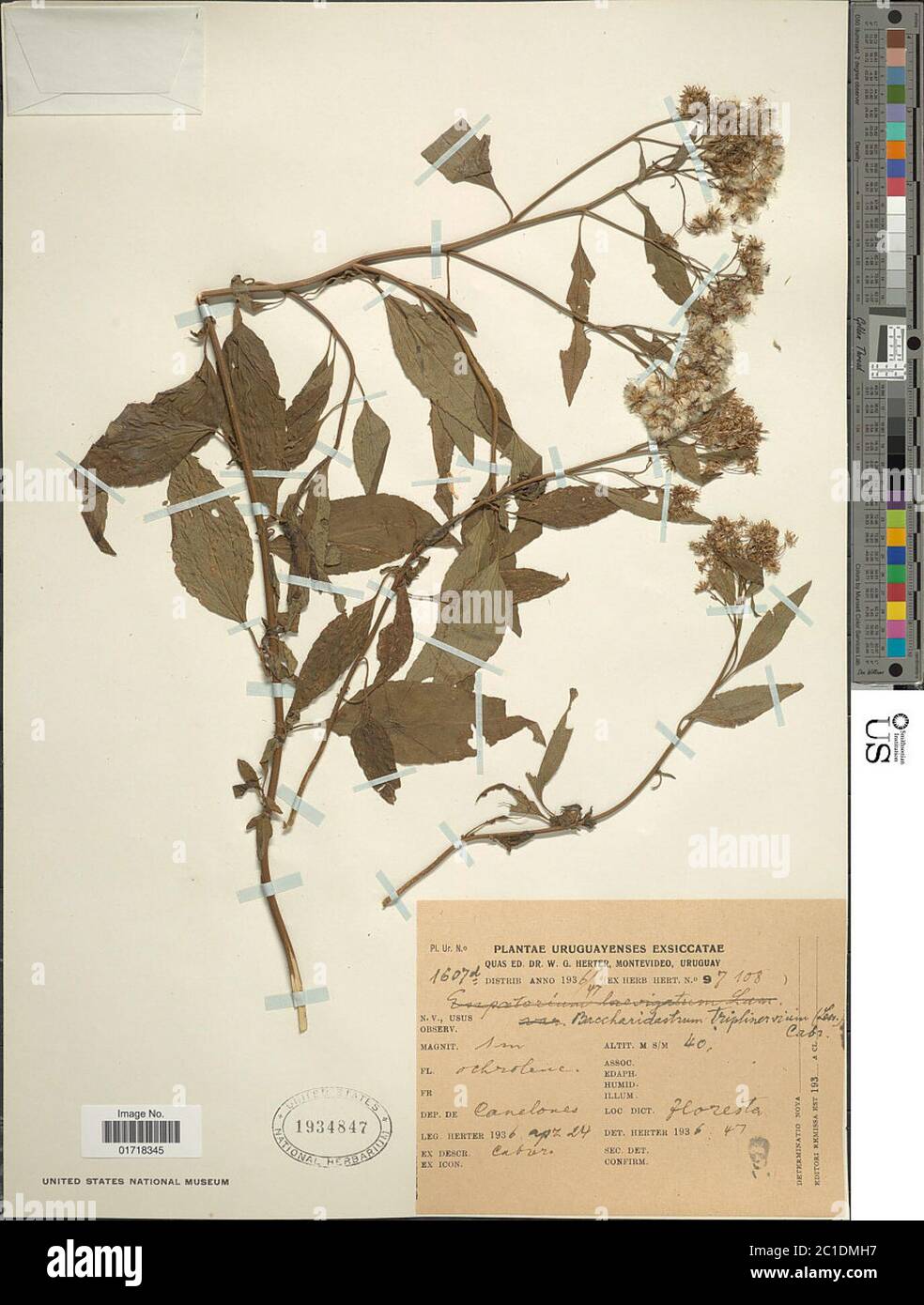 Baccharidastrum triplinervium Less Cabrera Baccharidastrum triplinervium Less Cabrera Stock ...