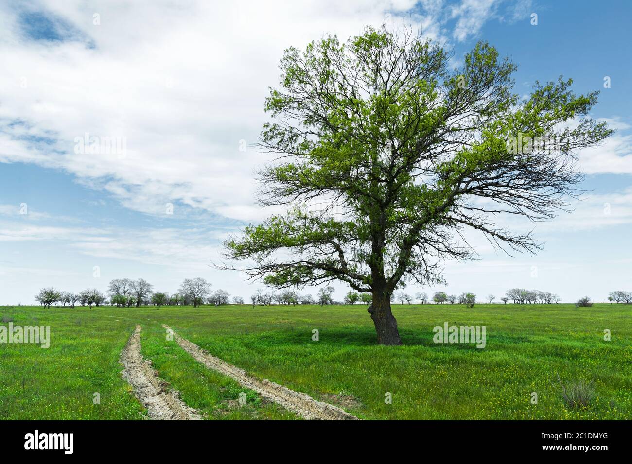 Summer landscape with green grass, road and clouds Stock Photo - Alamy