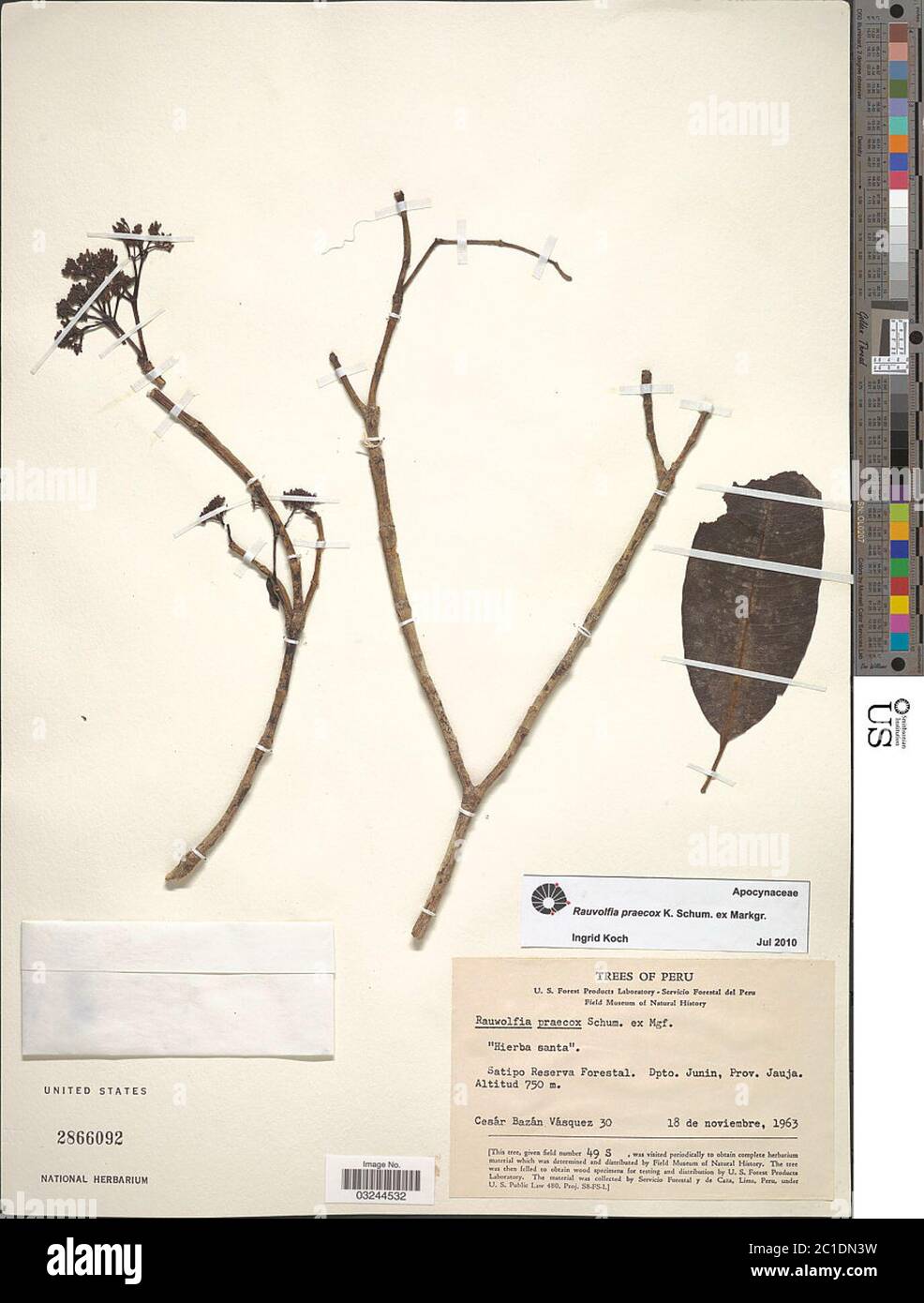 Rauvolfia High Resolution Stock Photography and Images - Alamy