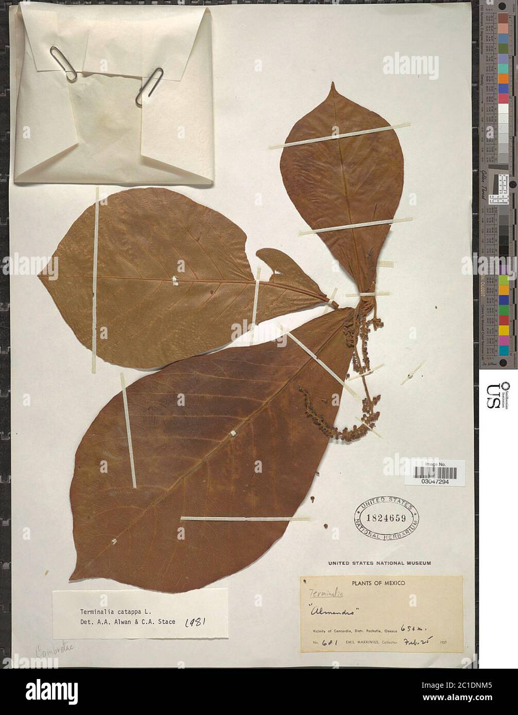 Terminalia catappa L Terminalia catappa L Stock Photo - Alamy