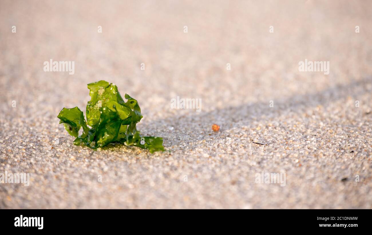 Edible salad water plant hi-res stock photography and images - Alamy
