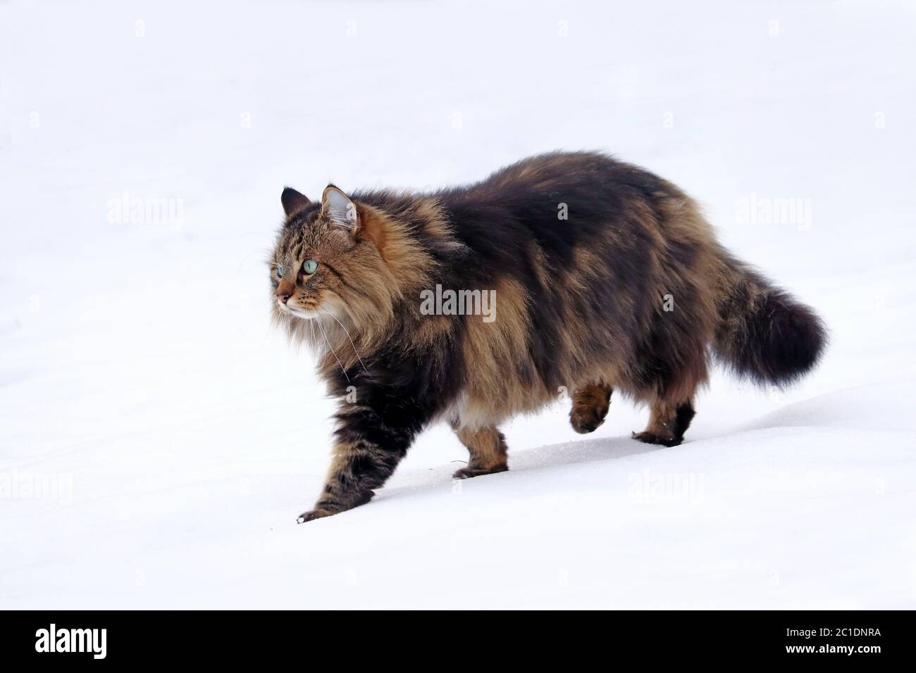 A pretty young Norwegian Forest Cat hunting in the snow Stock Photo - Alamy