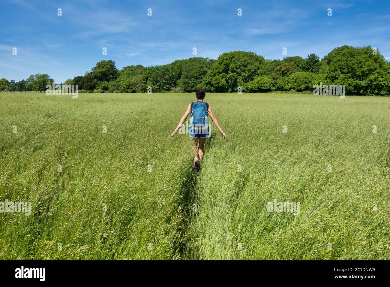 Woman on a Summer walk through the Hampshire countryside, England, UK ...
