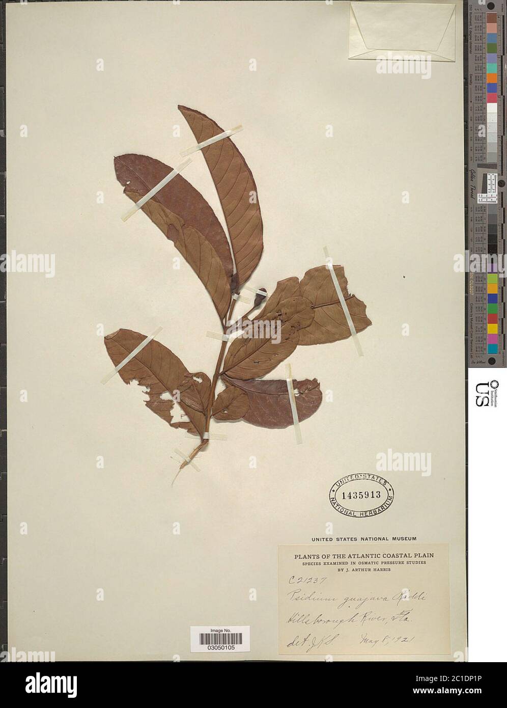 Psidium guayava hi-res stock photography and images - Alamy