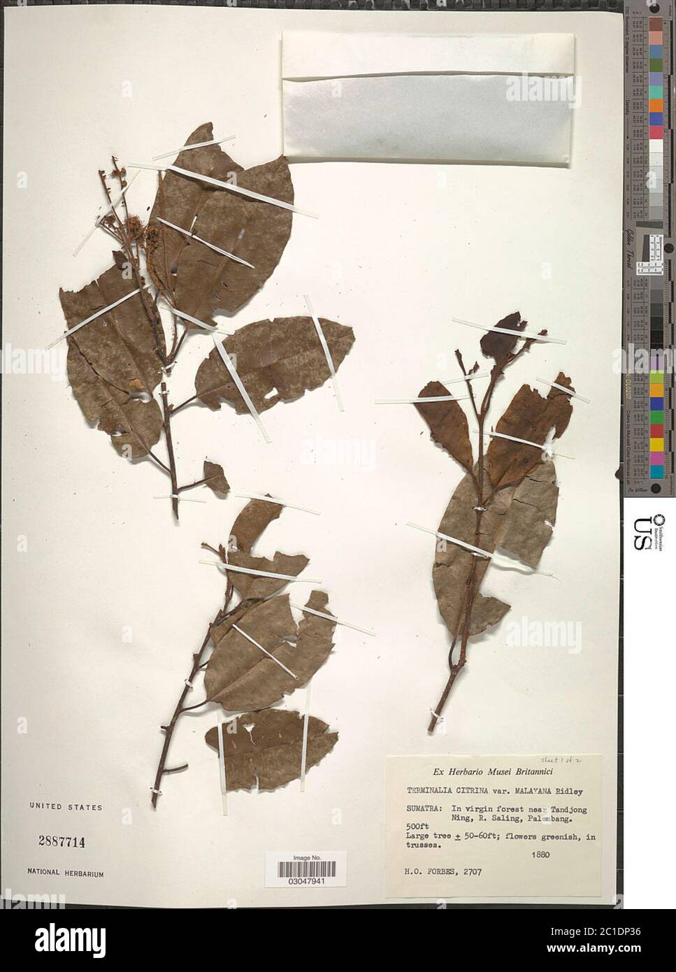 Terminalia citrina Gaertn Roxb ex Flem Terminalia citrina Gaertn Roxb ...