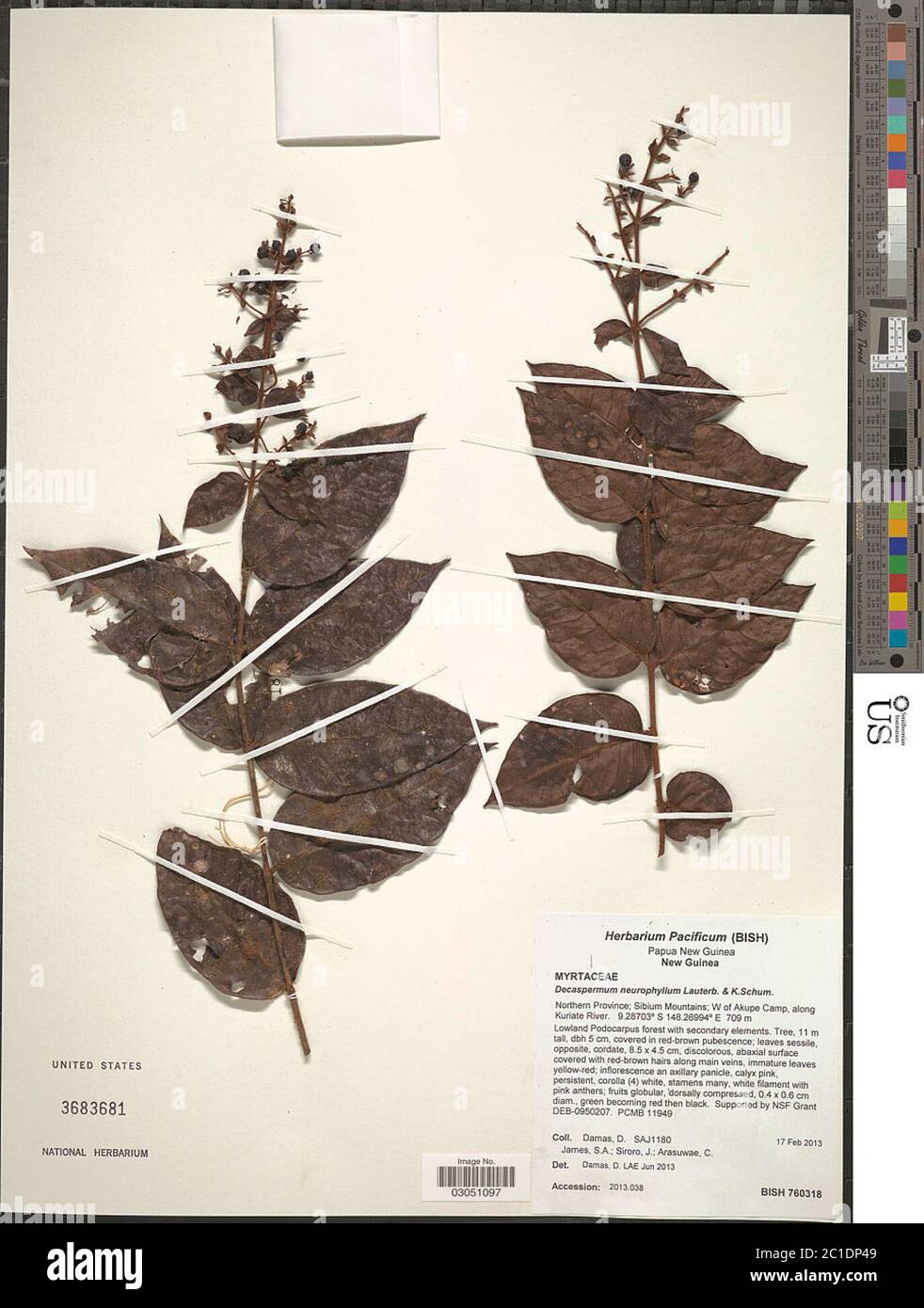 Decaspermum neurophyllum Lauterb K Schum Decaspermum neurophyllum ...