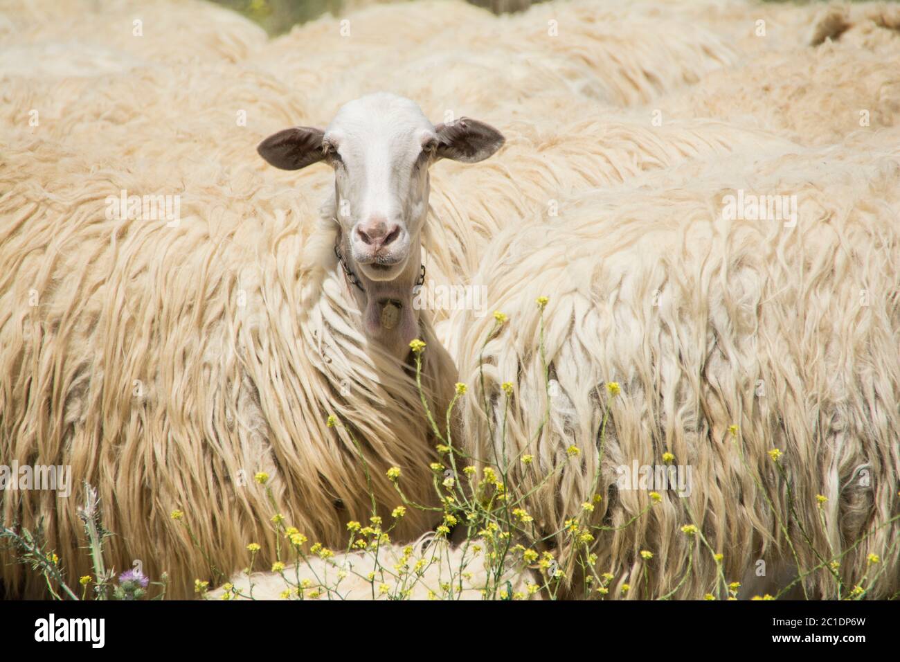 Abstract sheep hi-res stock photography and images - Alamy