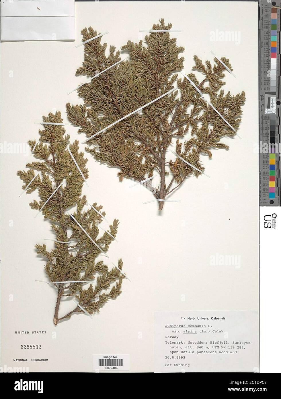 Juniper juniperus communis berries hi-res stock photography and images ...