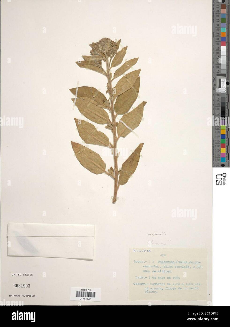 Verbesina sp Verbesina sp Stock Photo - Alamy