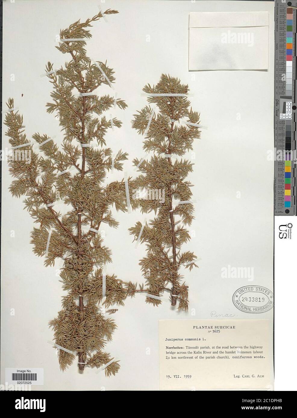 Juniperus communis L Juniperus communis L Stock Photo - Alamy