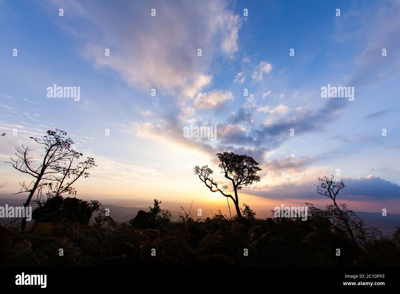 Trees on sunset Stock Photo - Alamy
