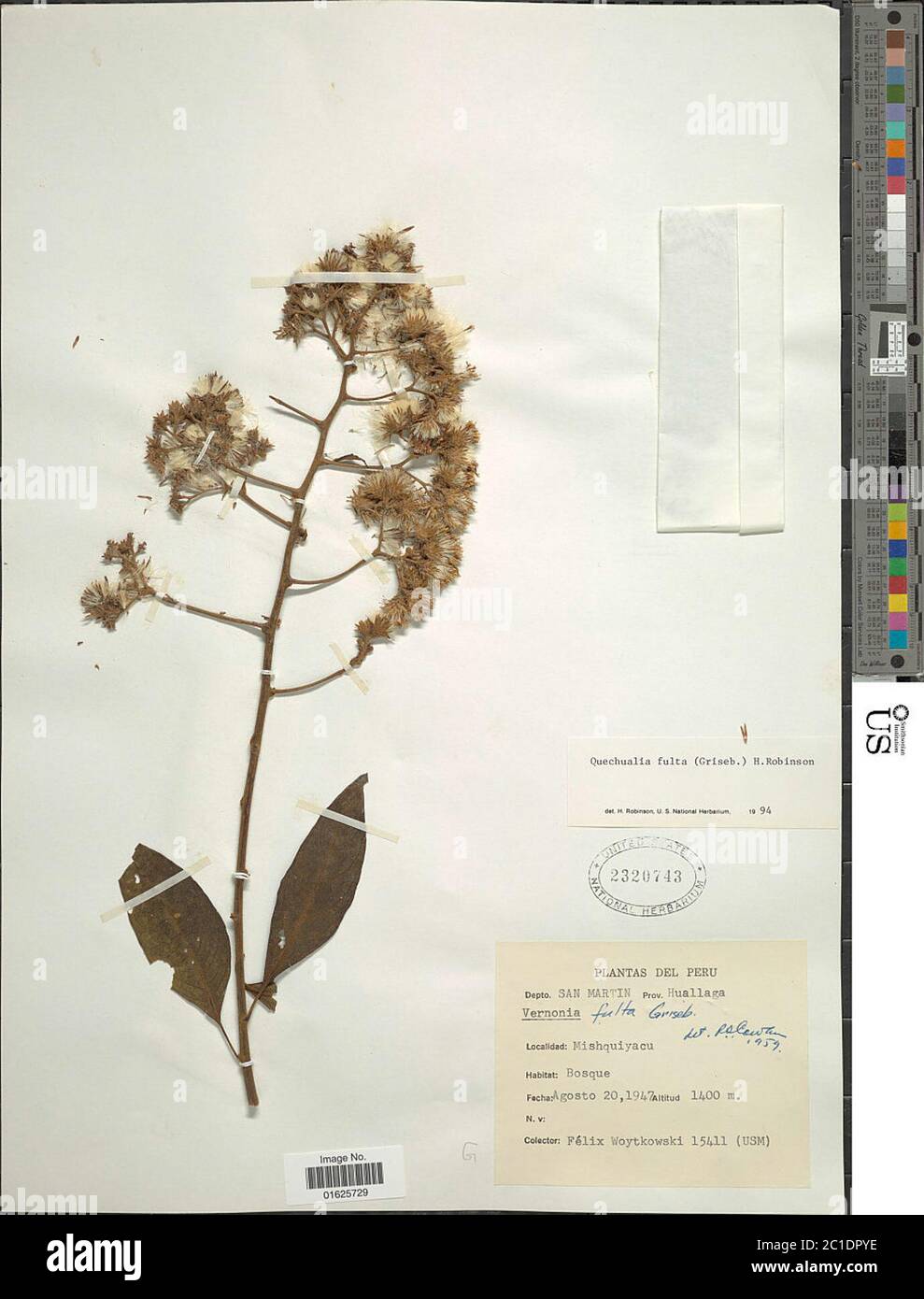 Quechualia fulta Griseb H Rob Quechualia fulta Griseb H Rob Stock Photo ...