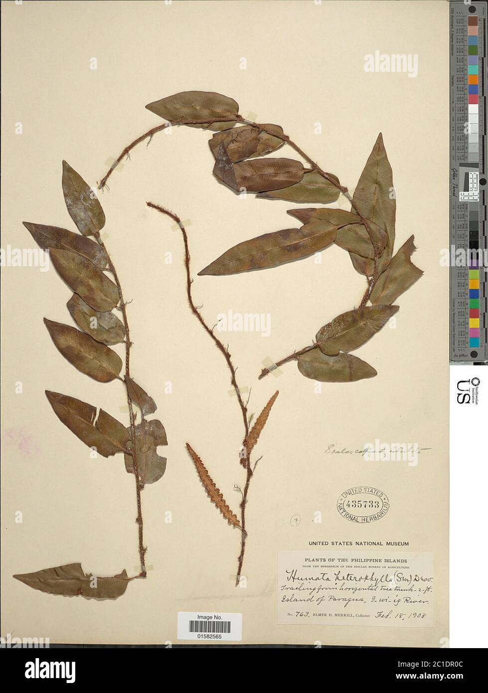 Humata heterophylla hi-res stock photography and images - Alamy