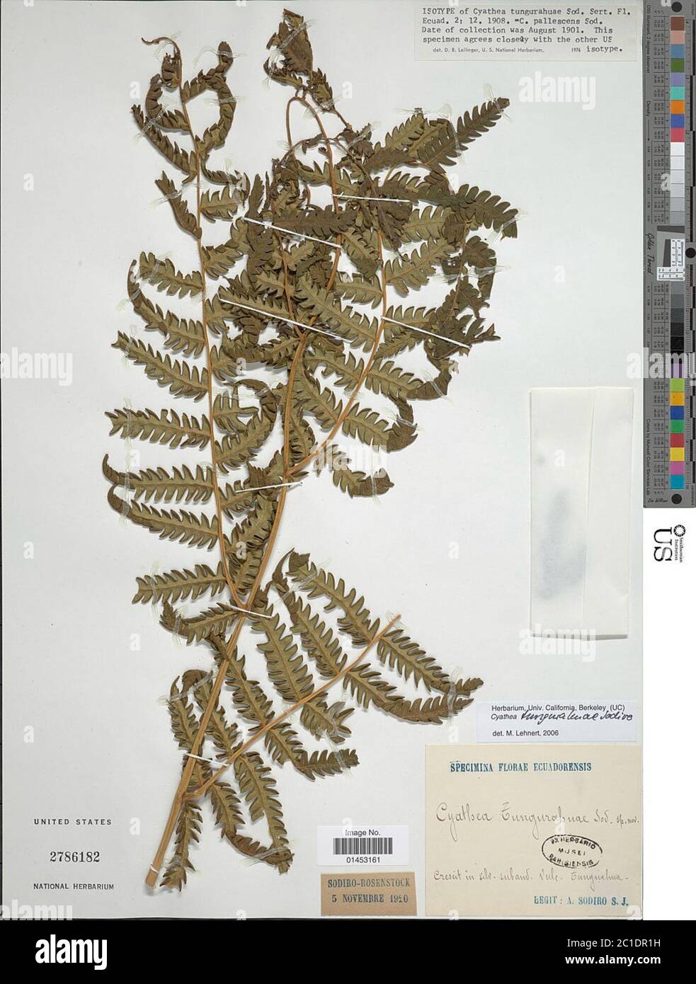 Cyathea genus hi-res stock photography and images - Alamy