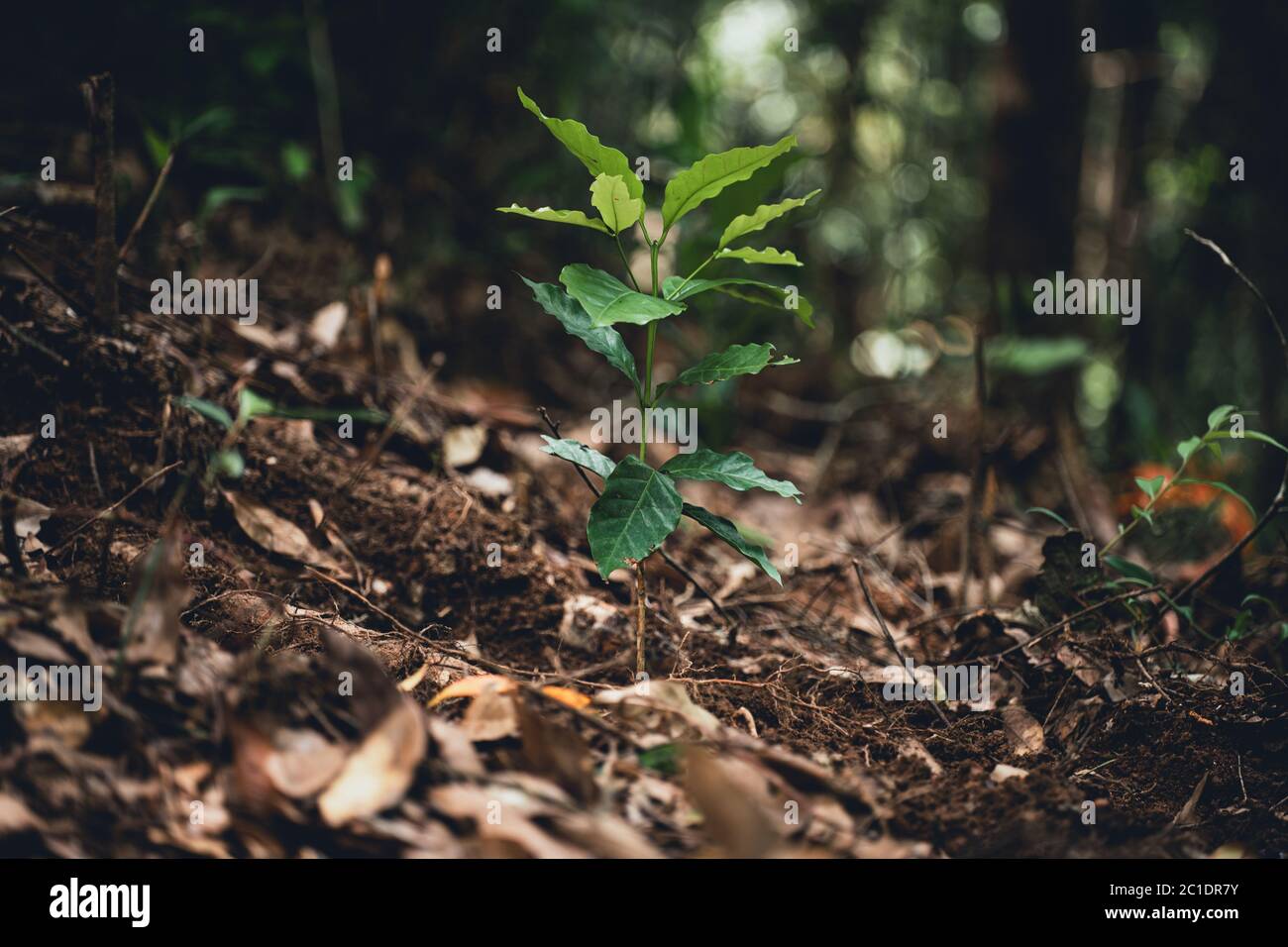 Coffee farm under trees hi-res stock photography and images - Alamy