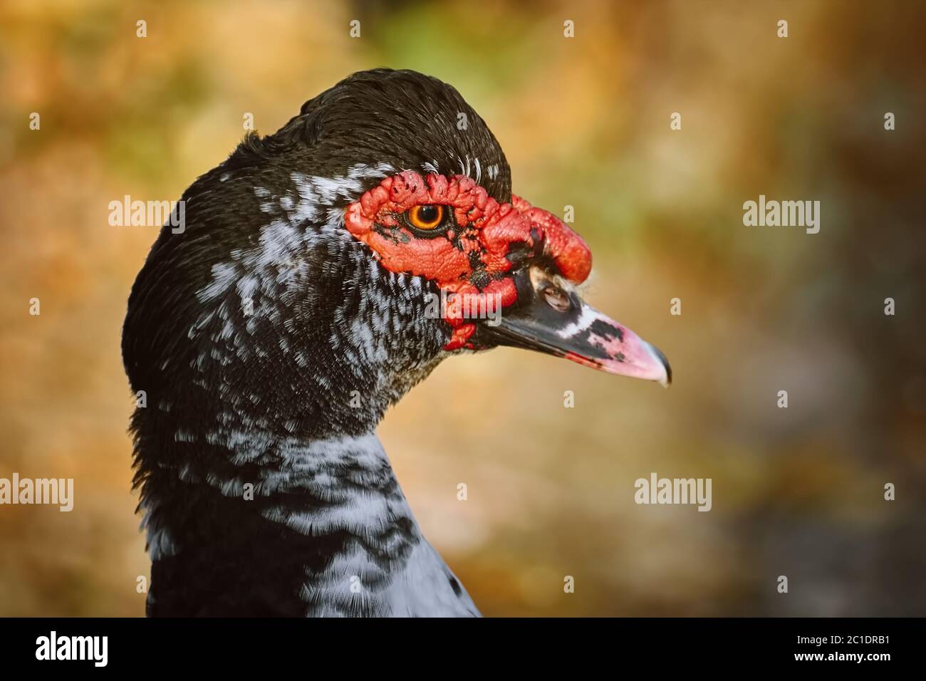 Portrait muscovy duck hi-res stock photography and images - Alamy