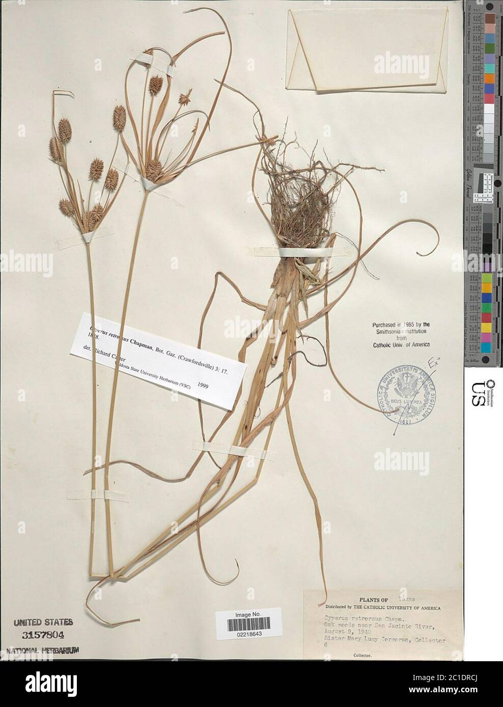 Cyperus retrorsus Chapm Cyperus retrorsus Chapm Stock Photo - Alamy