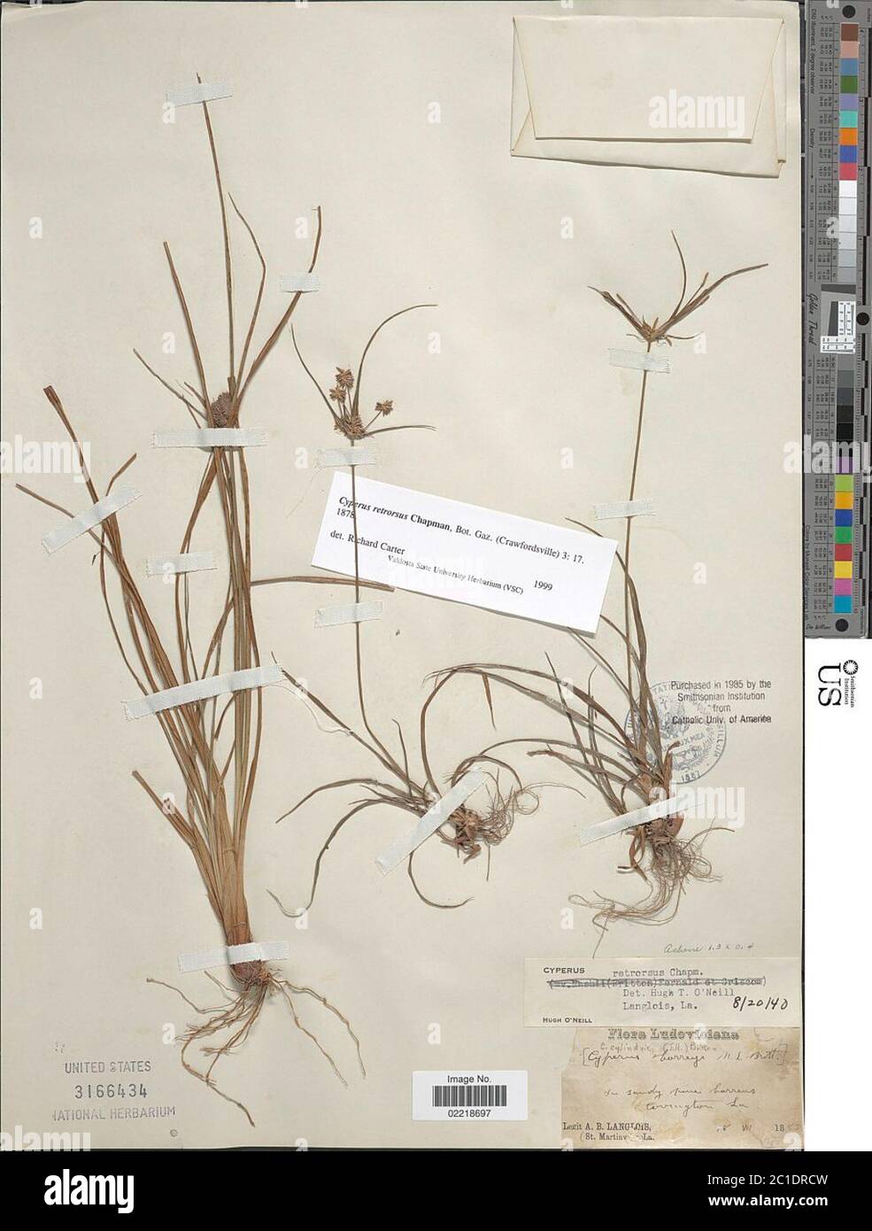 Cyperus retrorsus Chapm Cyperus retrorsus Chapm Stock Photo - Alamy