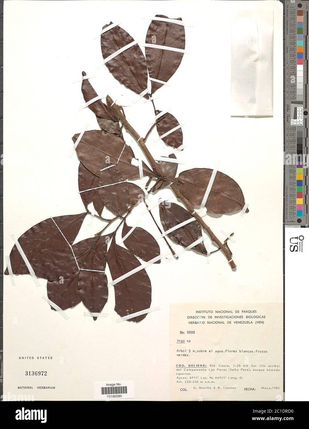 Inga sp hi-res stock photography and images - Alamy