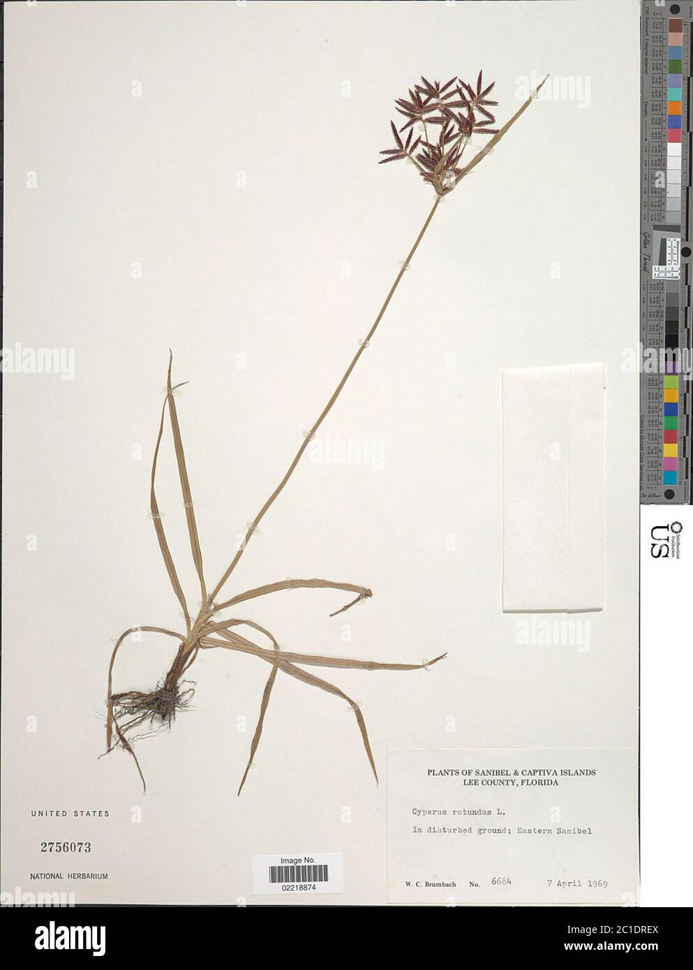Cyperus Rotundus High Resolution Stock Photography and Images - Alamy