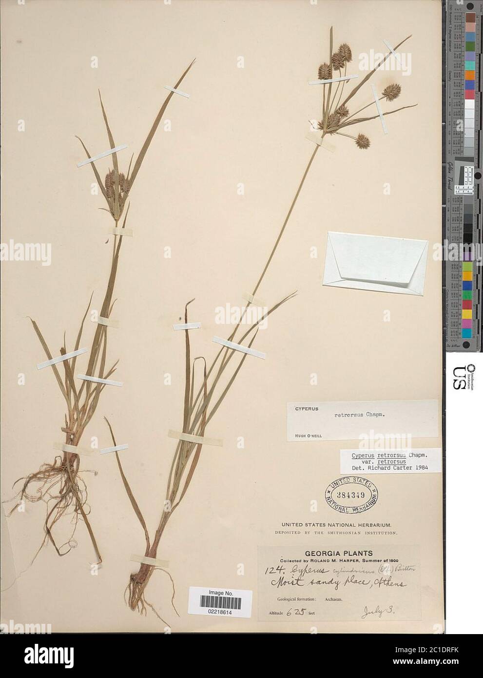 Cyperus retrorsus Chapm Cyperus retrorsus Chapm Stock Photo - Alamy