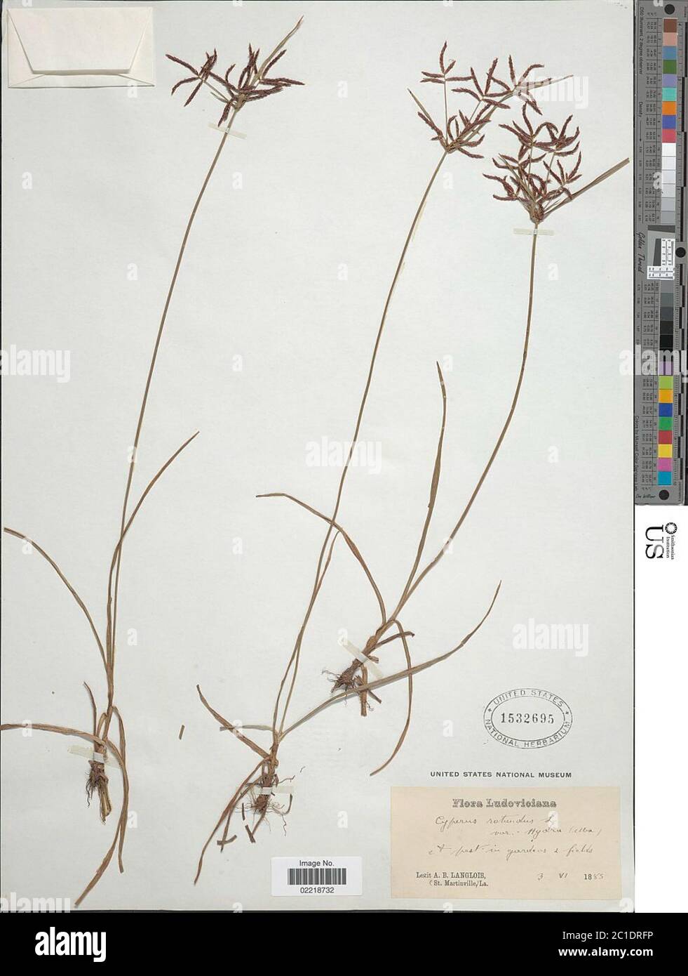 Cyperus rotundus L Cyperus rotundus L Stock Photo - Alamy