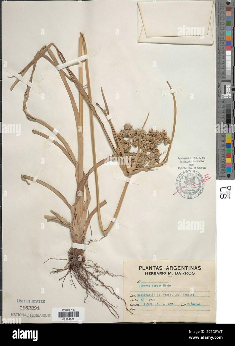 Cyperus virens Michx Cyperus virens Michx Stock Photo - Alamy