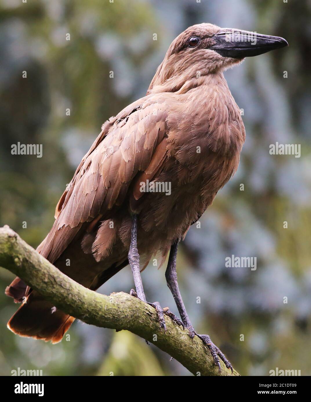 Hamerkop hammerhead scopus umbretta bird hi-res stock photography and ...