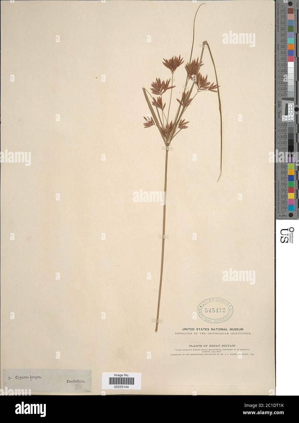 Cyperus longus hi-res stock photography and images - Alamy