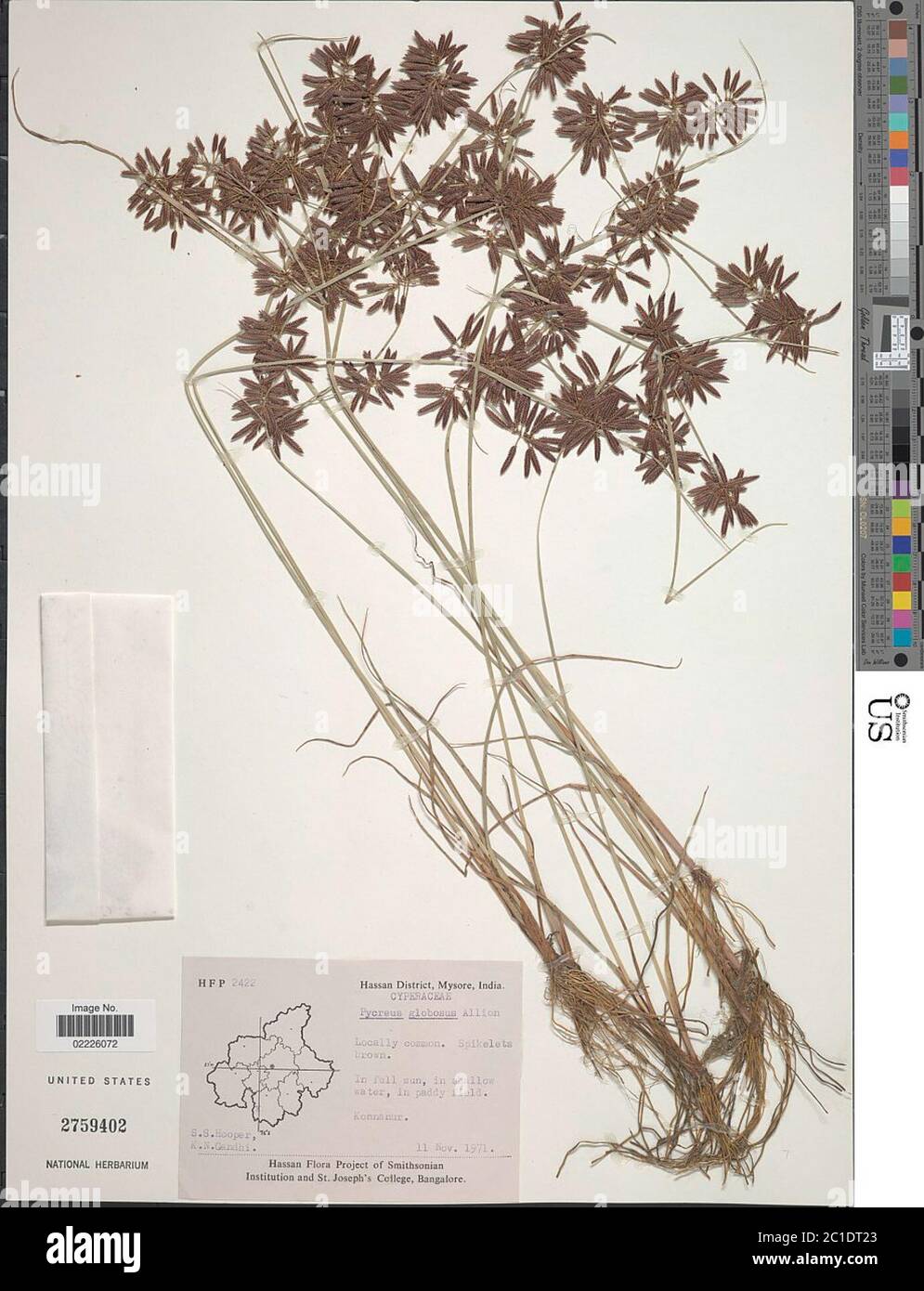 Cyperus globosus Forssk Cyperus globosus Forssk Stock Photo - Alamy