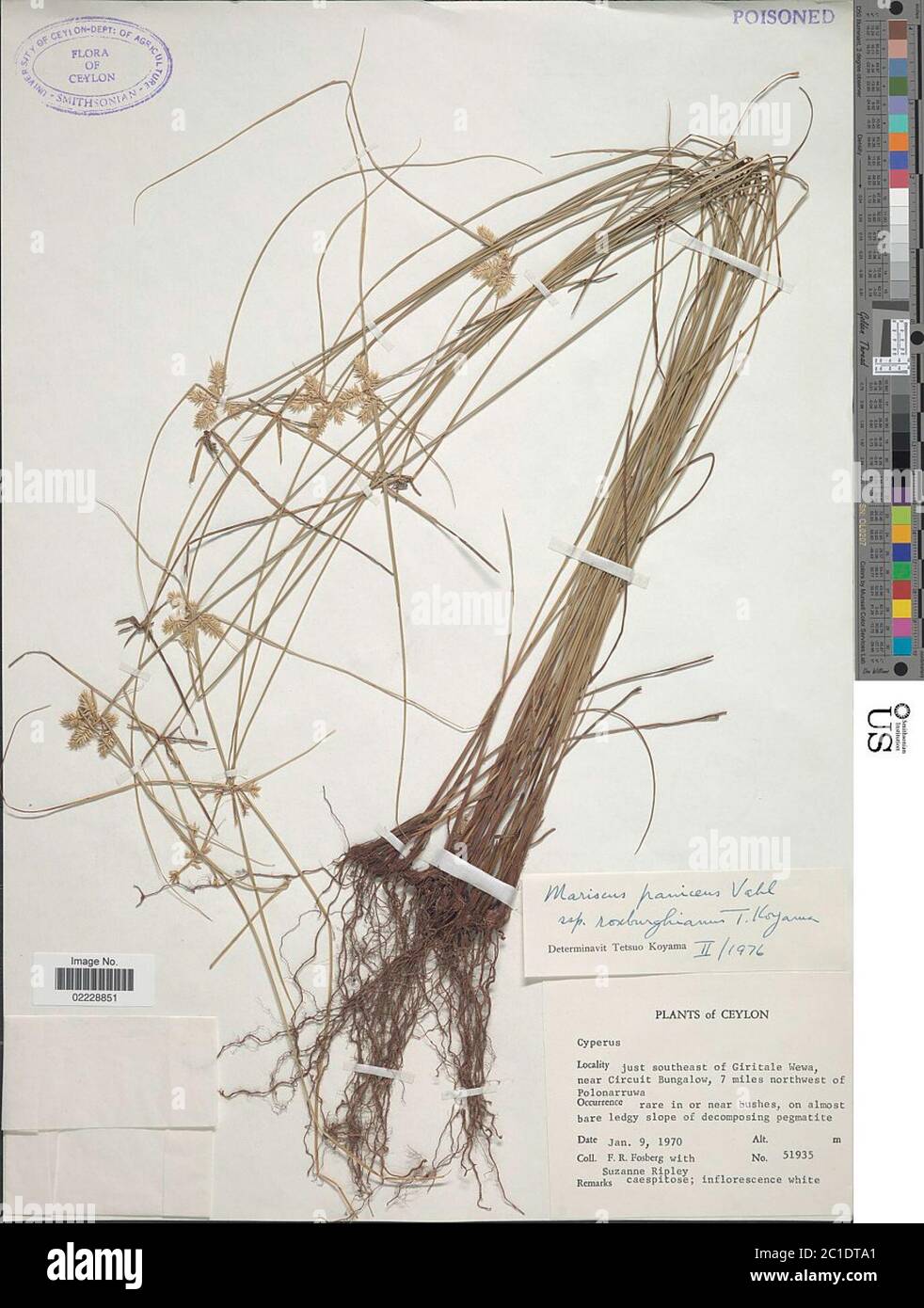 Cyperus paniceus Rottb Boeckeler Cyperus paniceus Rottb Boeckeler Stock ...