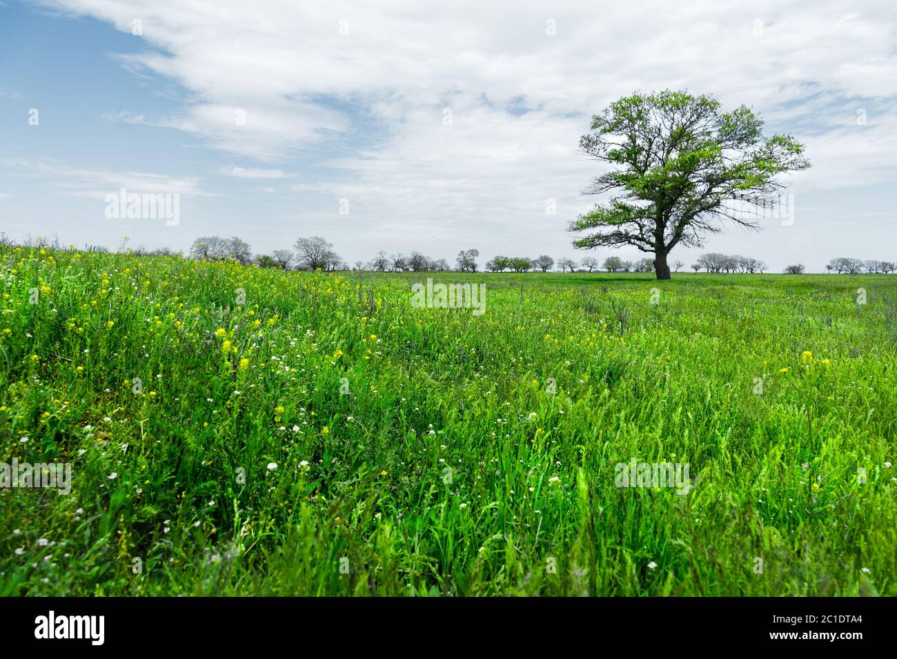 Oak tree in middle field hi-res stock photography and images - Alamy