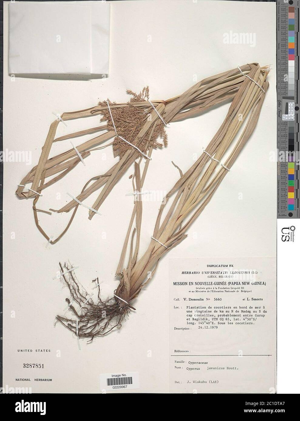 Cyperus javanicus Houtt Cyperus javanicus Houtt Stock Photo - Alamy