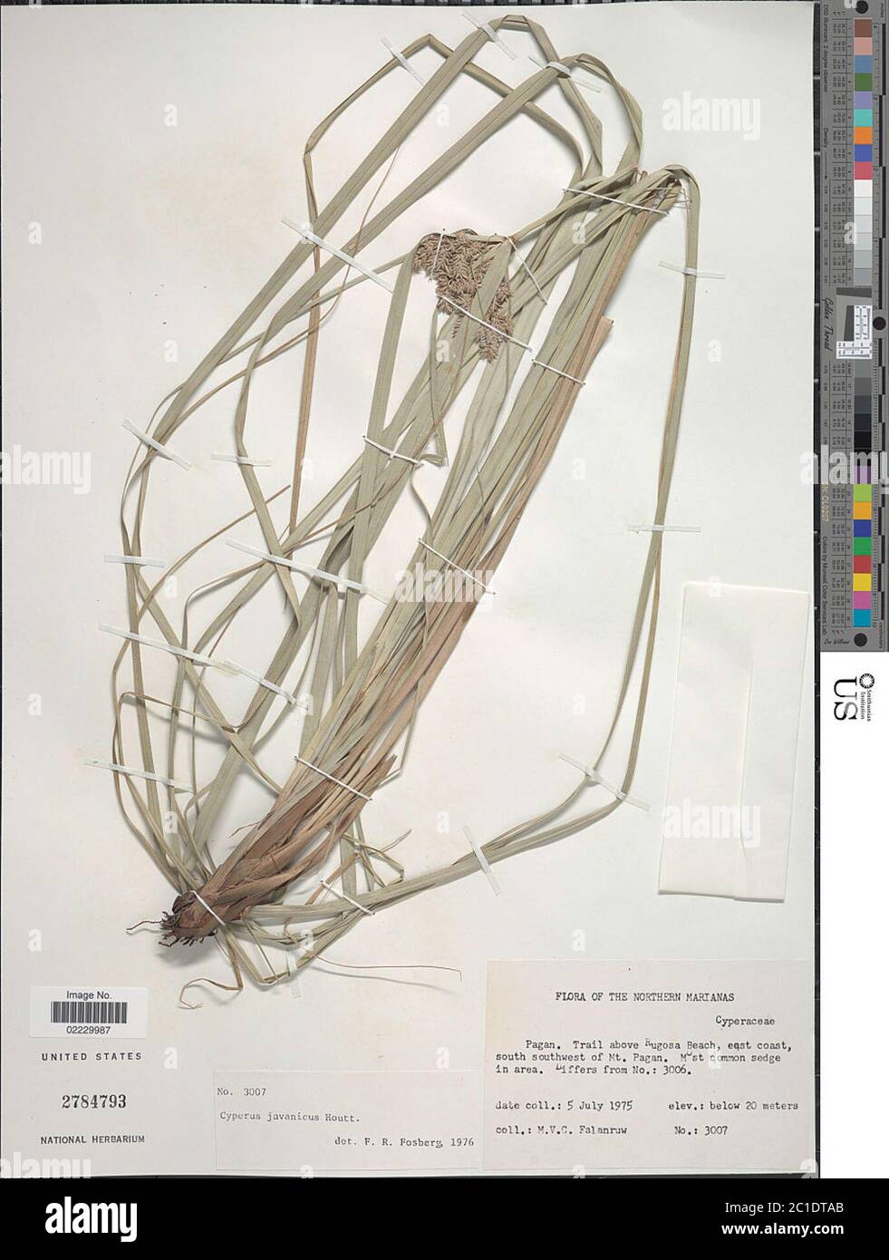 Cyperus javanicus Houtt Cyperus javanicus Houtt Stock Photo - Alamy