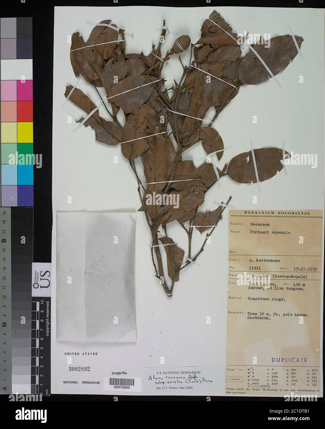 Atuna racemosa Raf Atuna racemosa Raf Stock Photo - Alamy