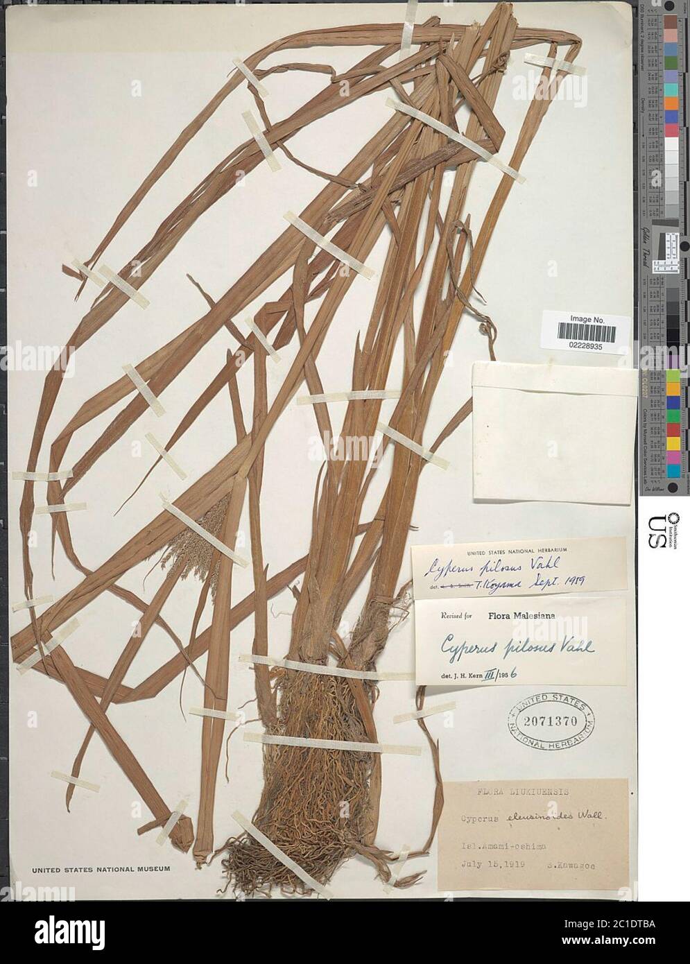 Cyperus pilosus Vahl Cyperus pilosus Vahl Stock Photo - Alamy