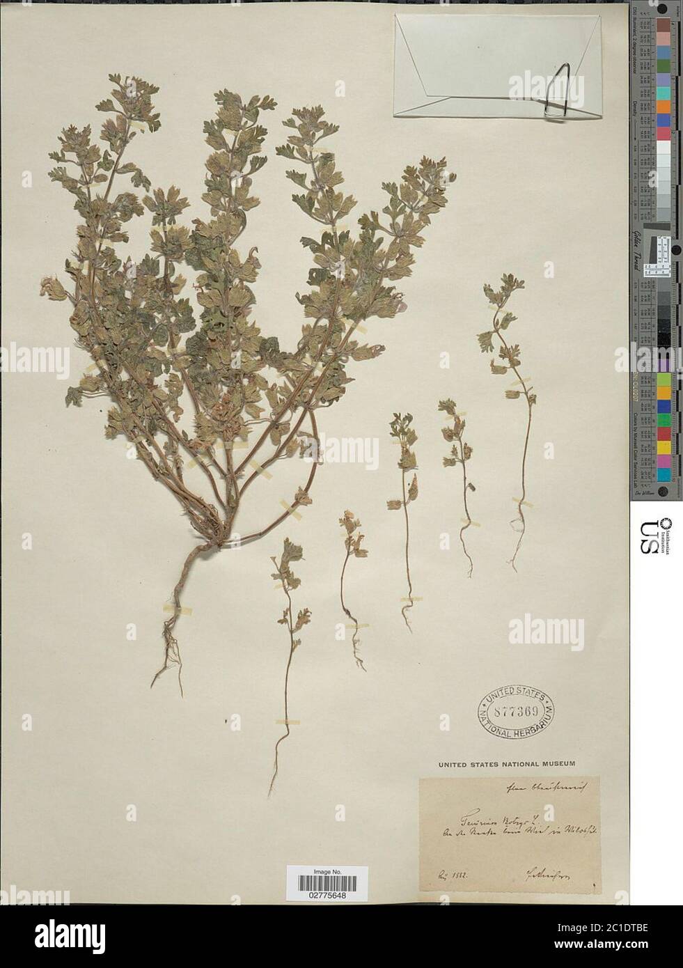 Teucrium botrys L Teucrium botrys L Stock Photo - Alamy