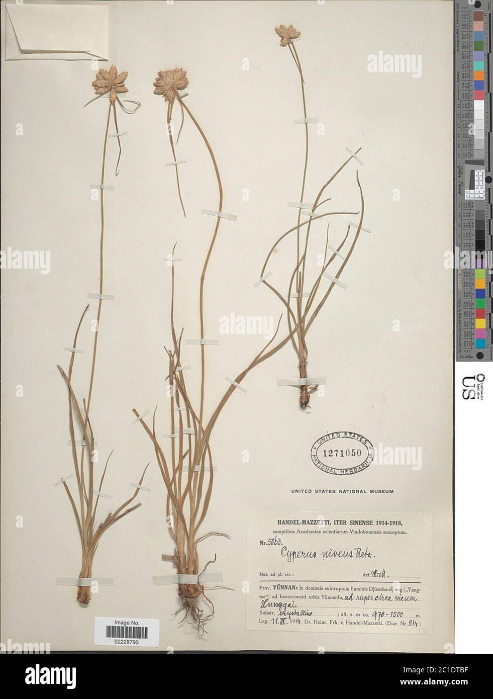 Cyperus niveus hi-res stock photography and images - Alamy