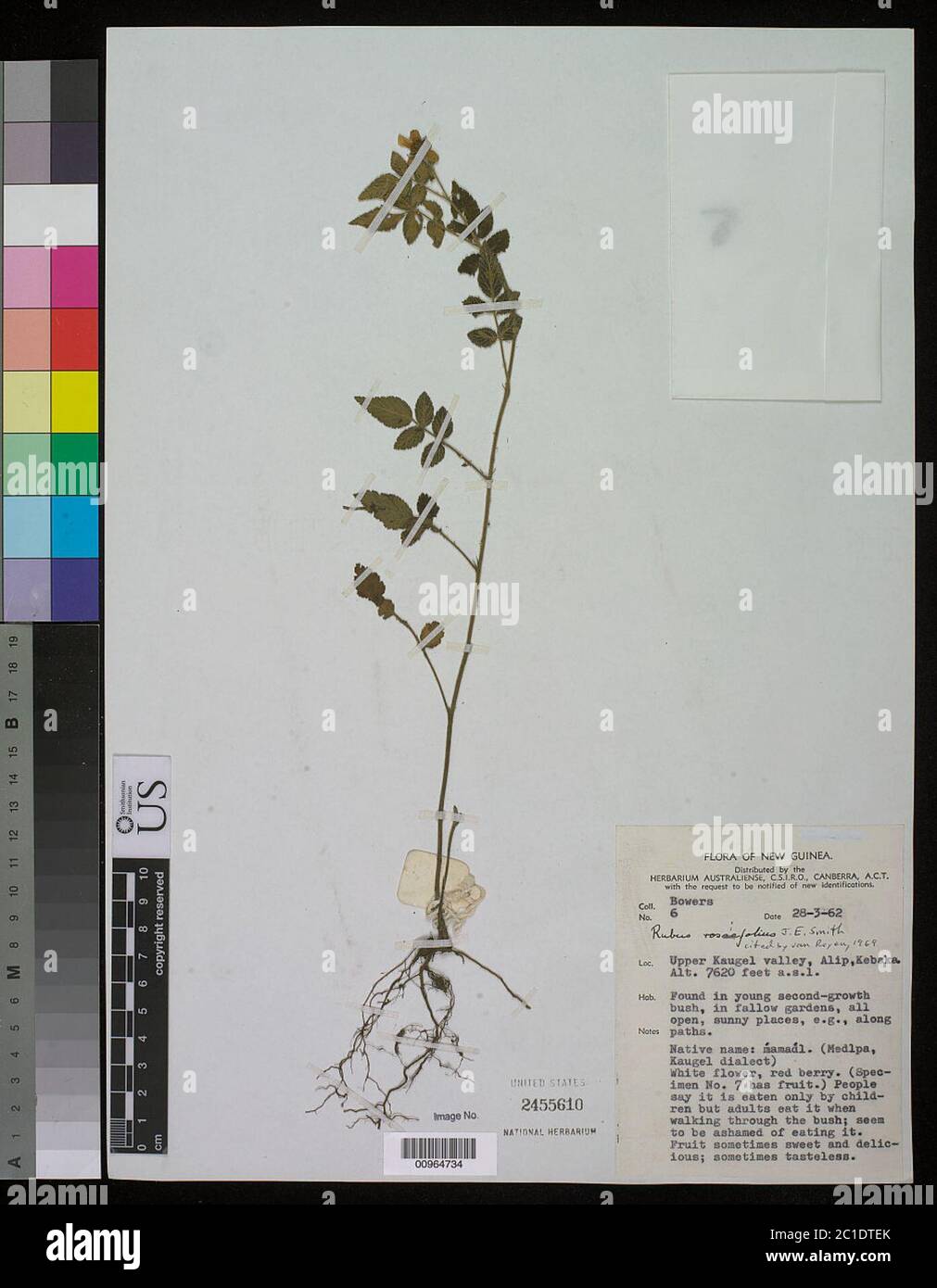 Rubus rosifolius hi-res stock photography and images - Alamy