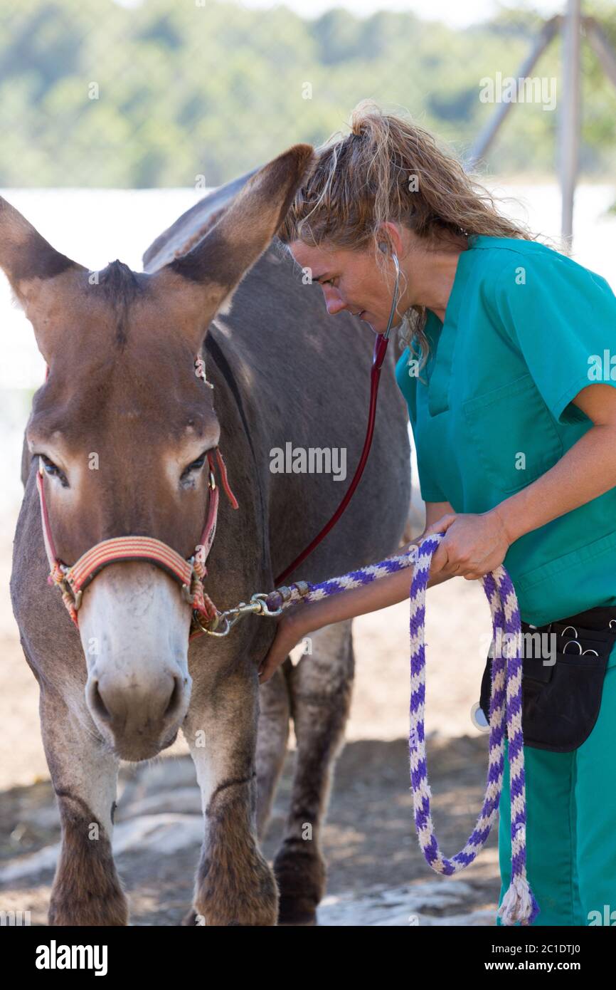 Veterinary performing a medical examination to a donkey Stock Photo - Alamy