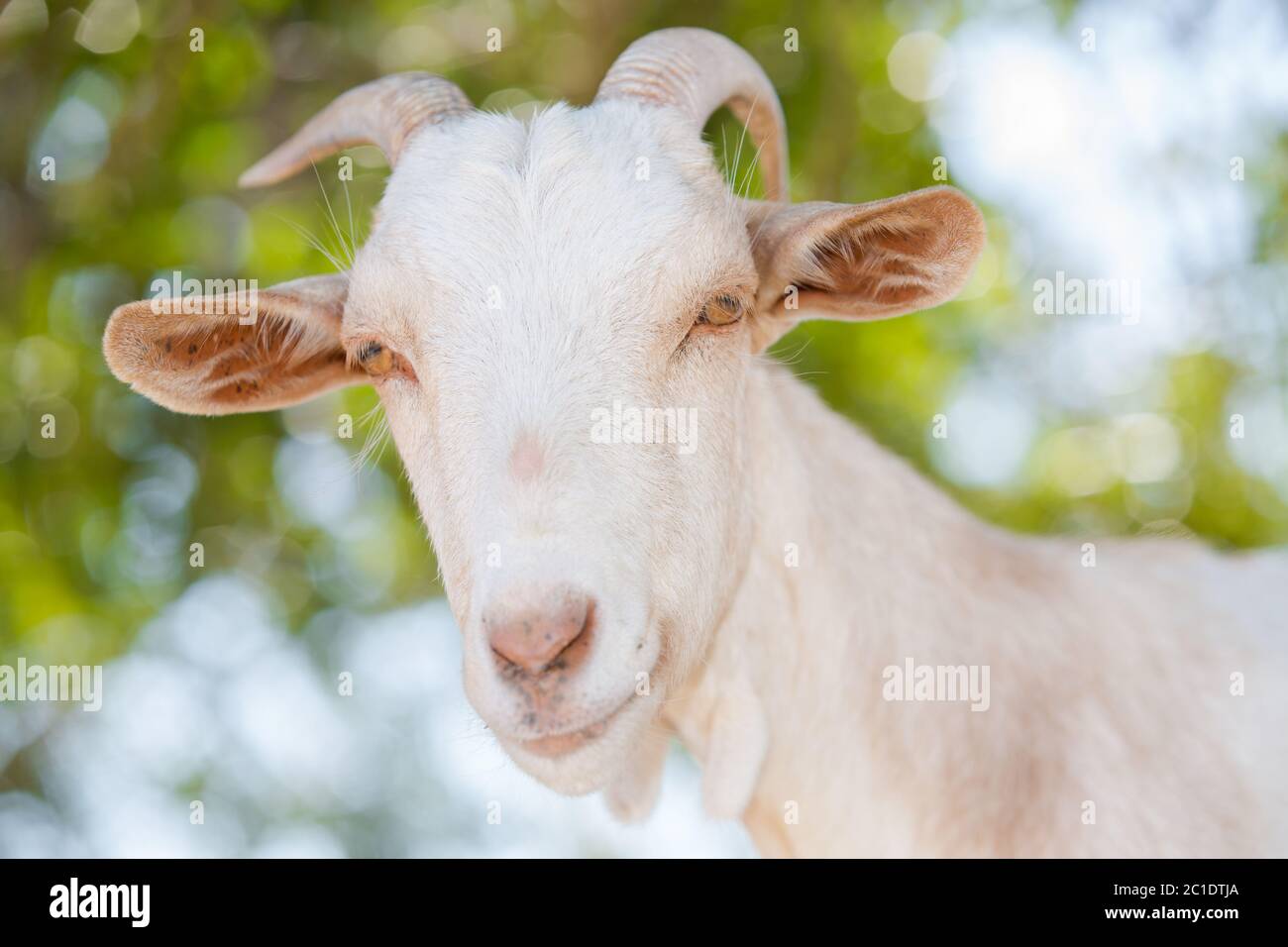 Close up of a typical Catalan Pyrenees Goat Stock Photo - Alamy