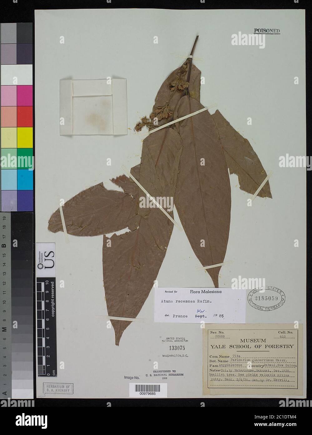 Atuna hi-res stock photography and images - Alamy