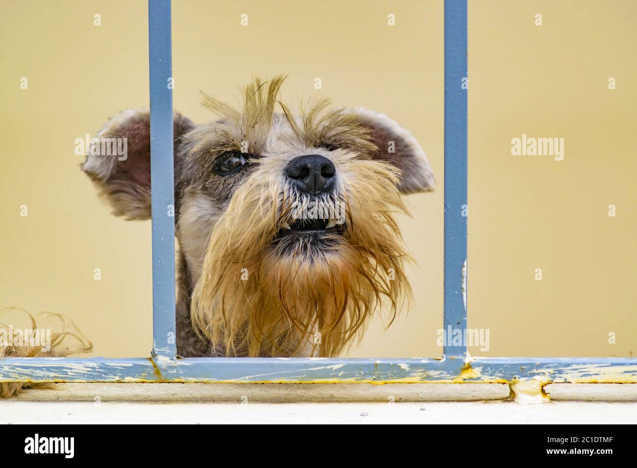 Angry looking dog hi-res stock photography and images - Alamy