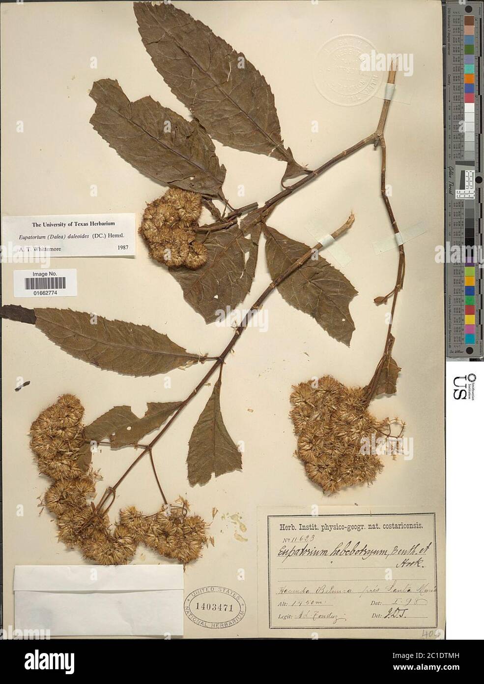 Critonia daleoides DC Critonia daleoides DC Stock Photo - Alamy