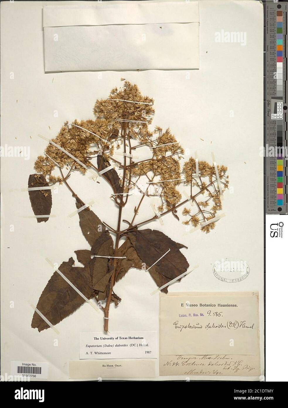 Critonia daleoides DC Critonia daleoides DC Stock Photo - Alamy