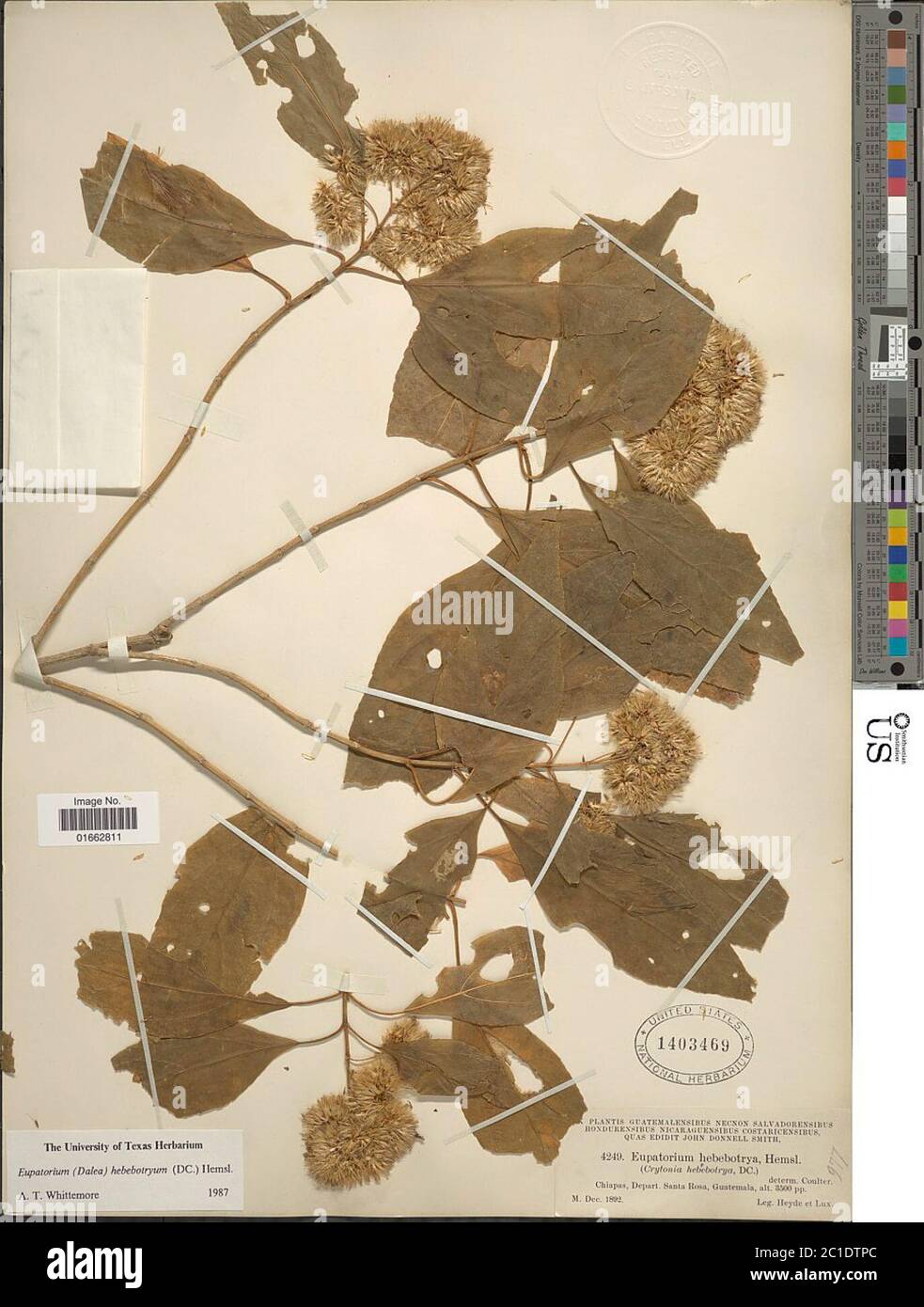 Critonia hebebotrya DC Critonia hebebotrya DC Stock Photo - Alamy